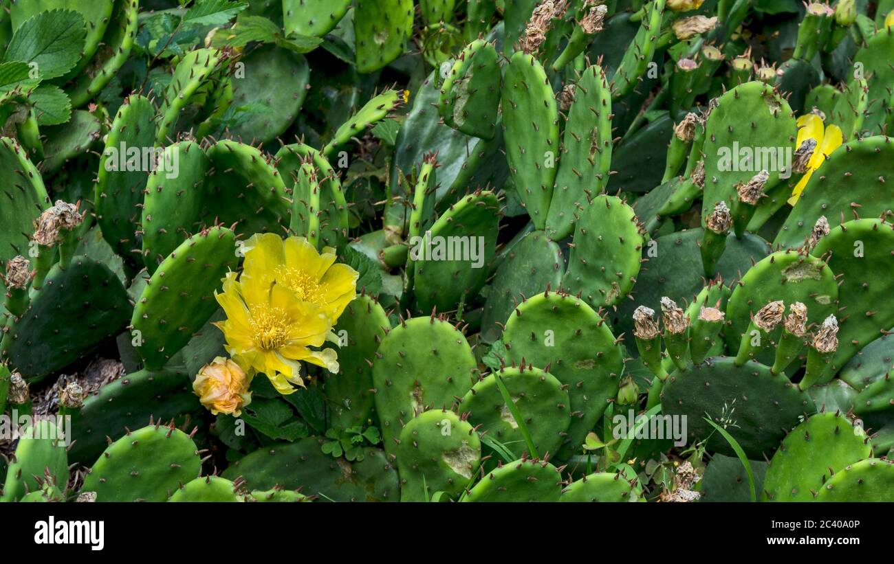 Beautiful cactus hi-res stock photography and images - Alamy