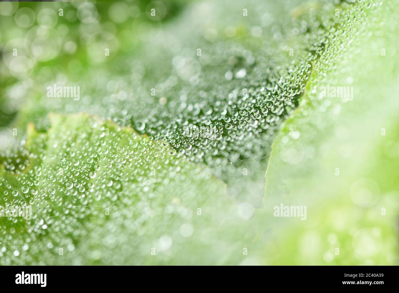 Spider web with some water droplets early in the morning. High ...