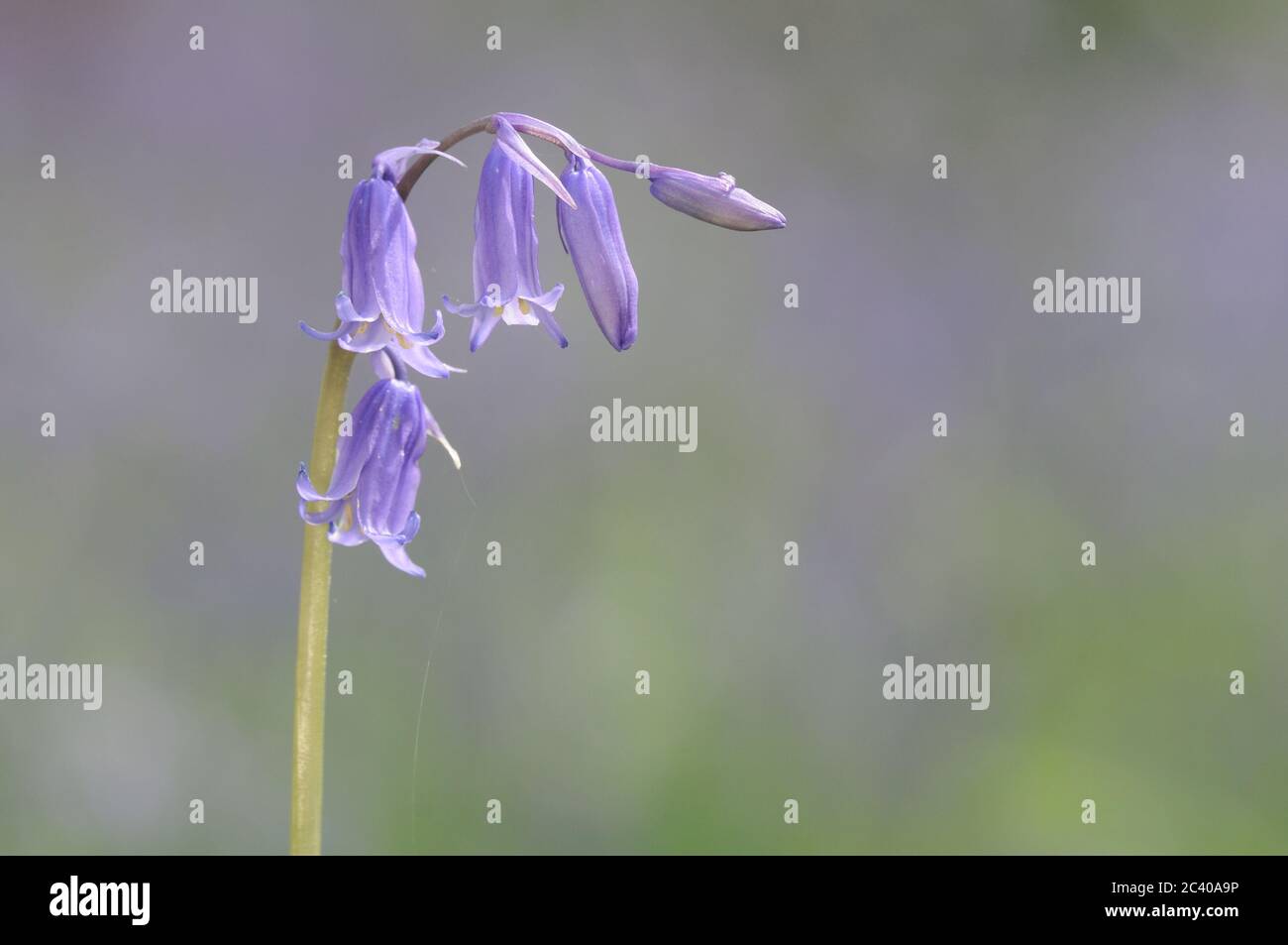 Native english wildflowers hi-res stock photography and images - Alamy