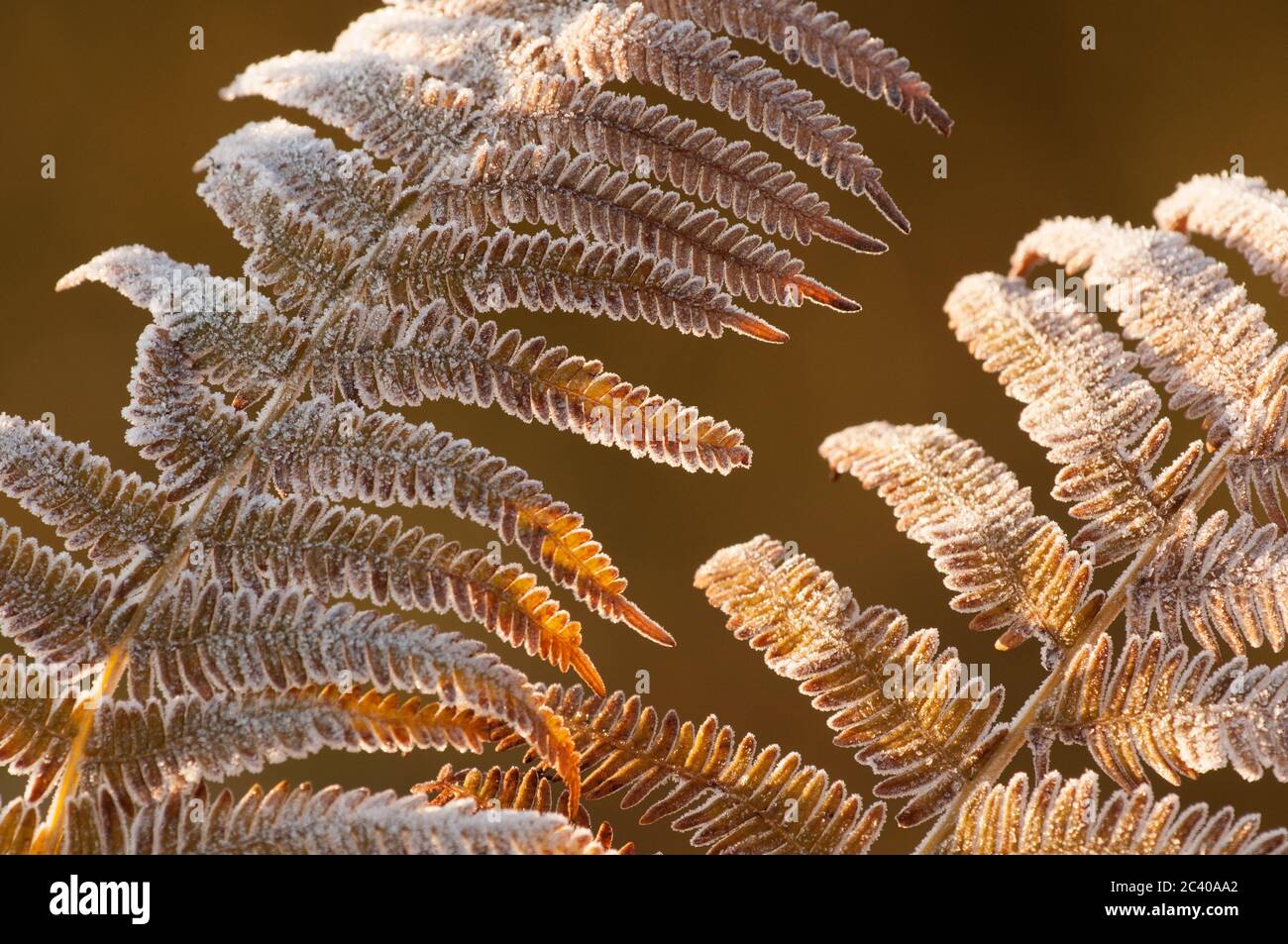 Bracken, Pteridium aquilinum, covered in frost, Winter, December ...