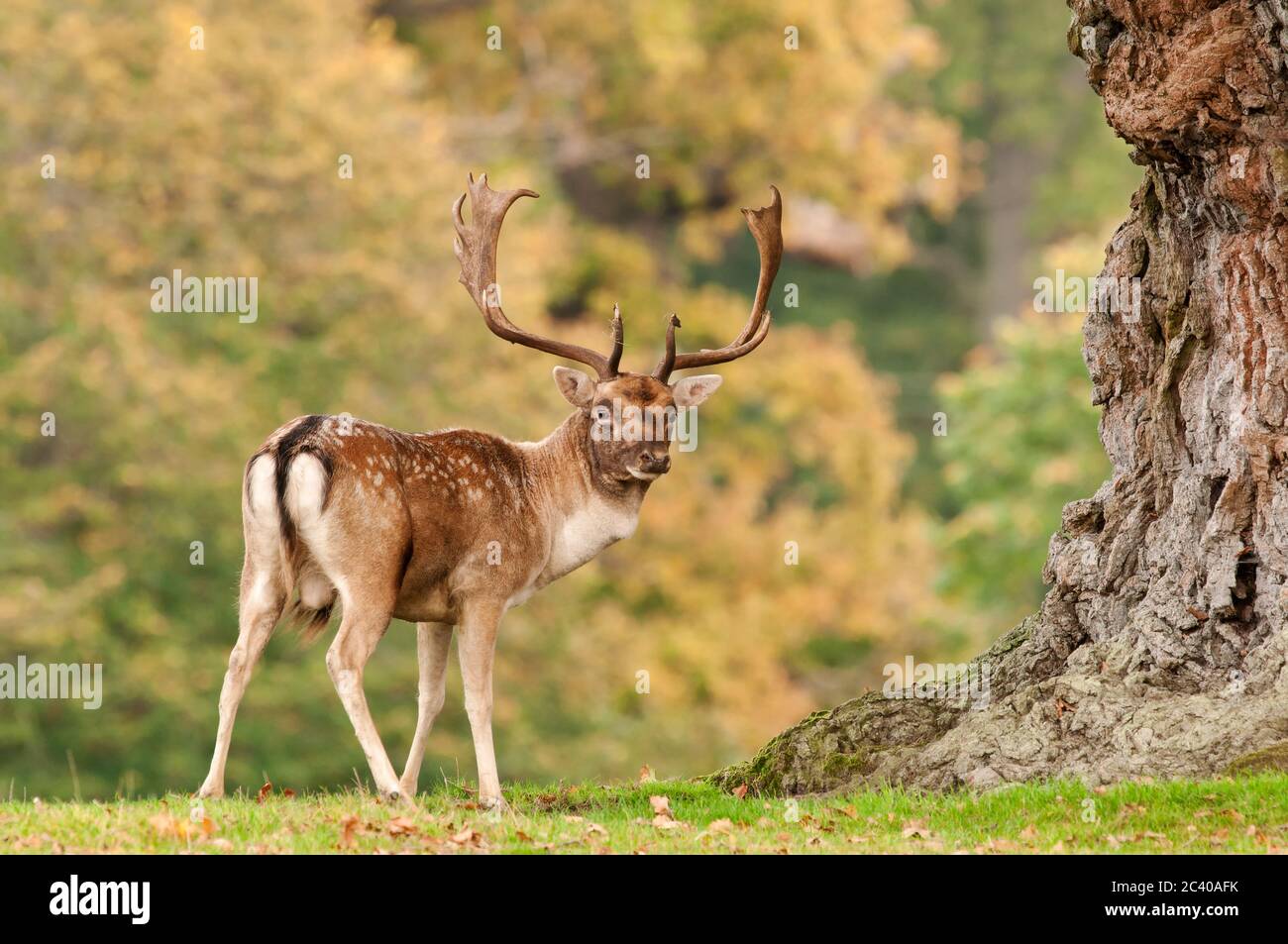 Fallow deer and oak tree hi-res stock photography and images - Alamy