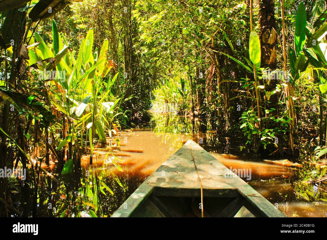 Tambopata National Reserve, Amazon Basin, Peru, South America Stock ...