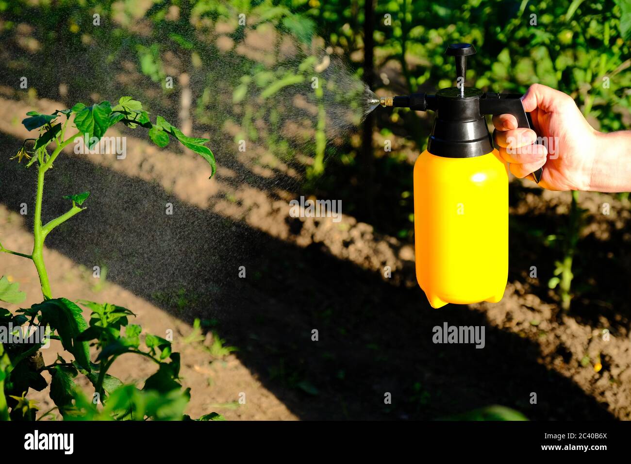 Using garden sprayer for tomatoes against plant diseases and pests ...
