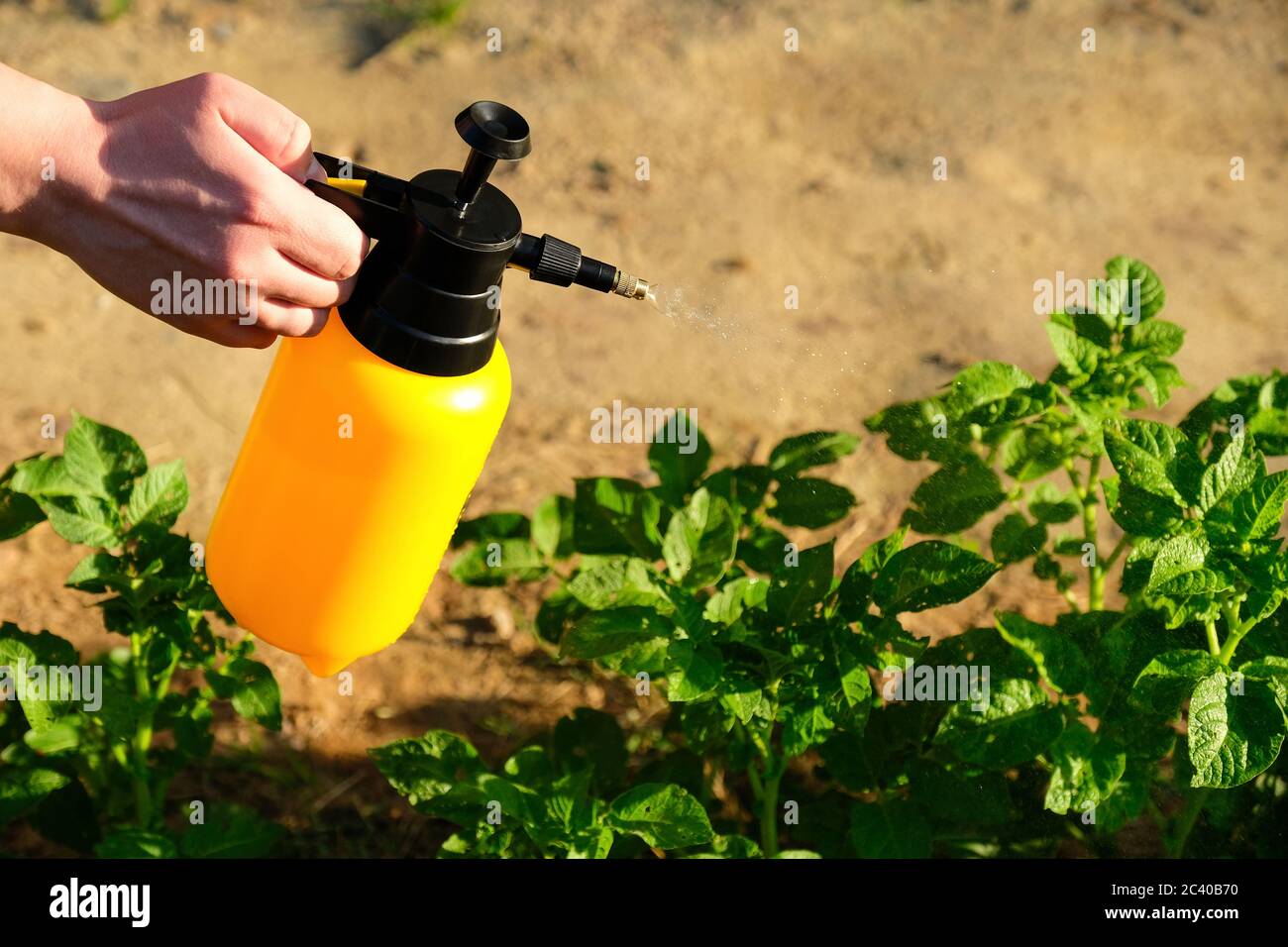 Using garden sprayer for potatoes against plant diseases and pests ...