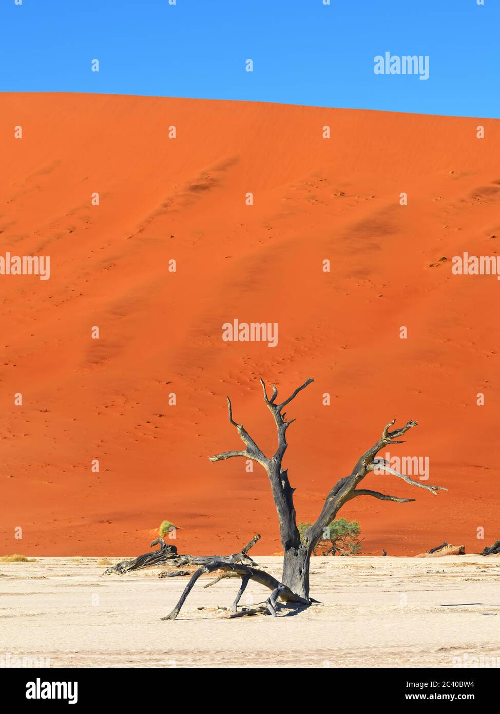 Dead Camelthorn Trees against red dunes and blue sky in Deadvlei ...