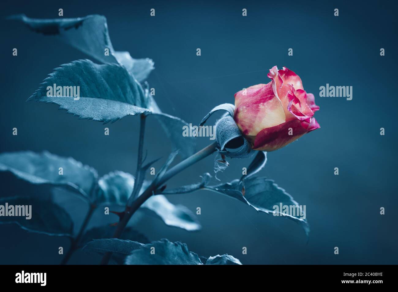 Close-up red rose flower with blur background in blue filter color ...