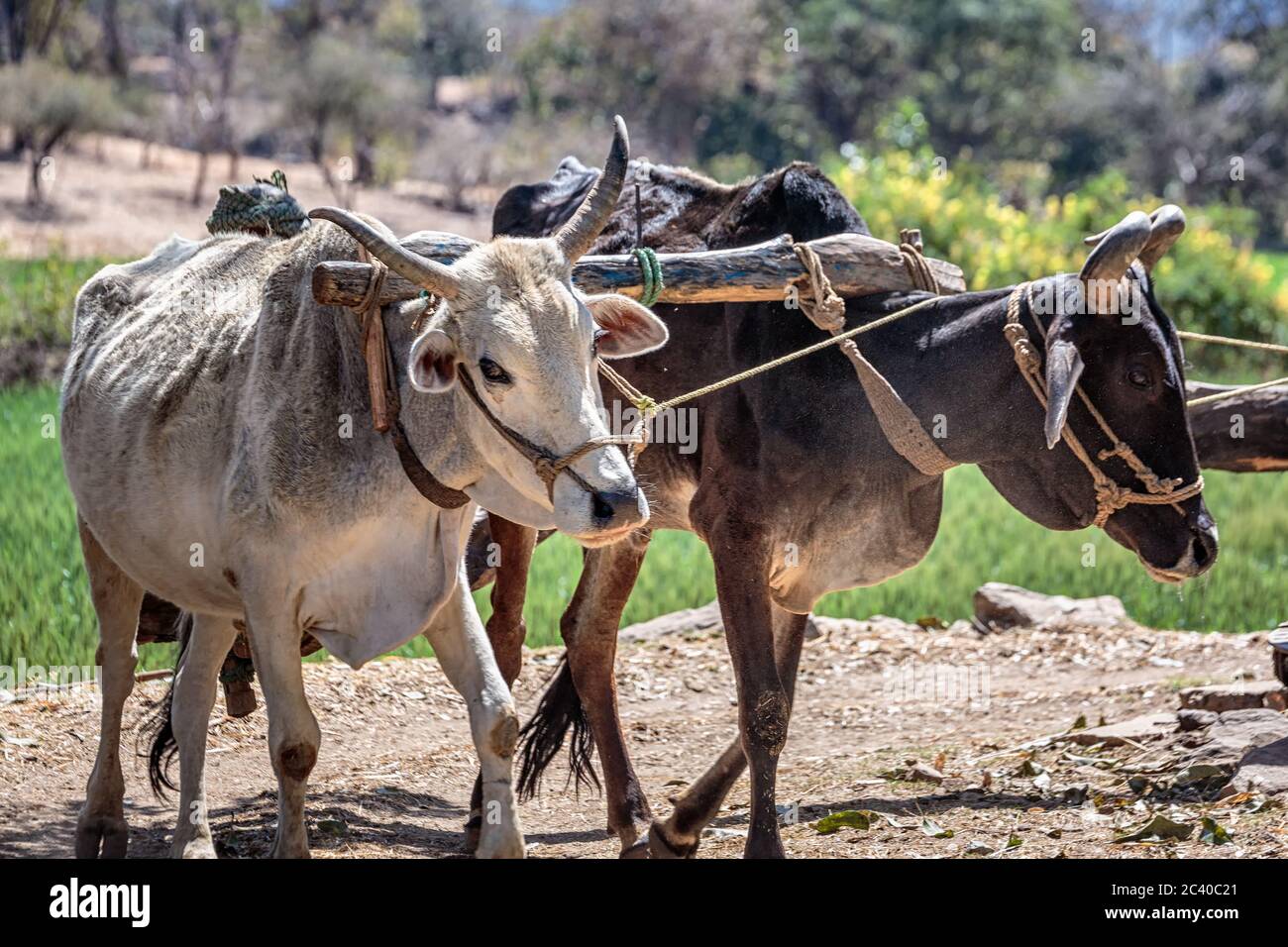 Two bulls in the field working to get water to fields, India Stock ...