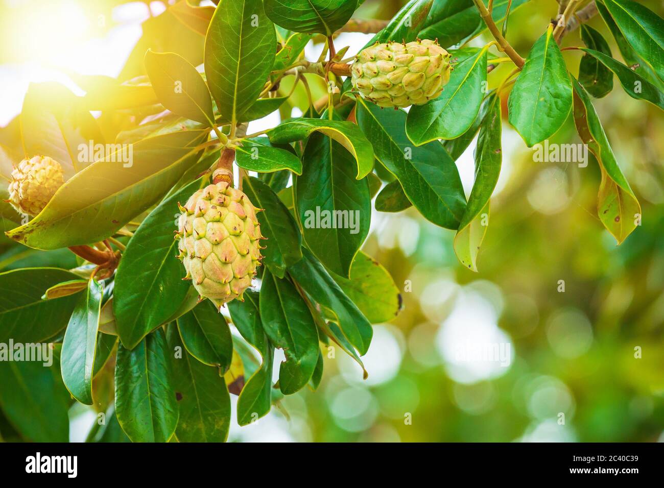 Magnolia fruits hi-res stock photography and images - Alamy