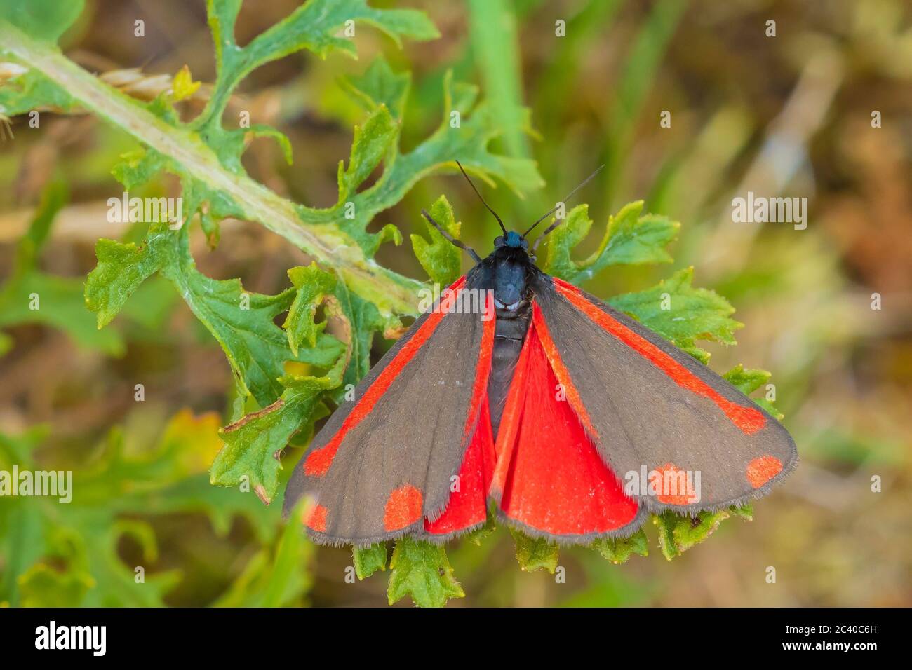 Cinnabar moth, Tyria jacobaeae, resting in a meadow drying his wings ...