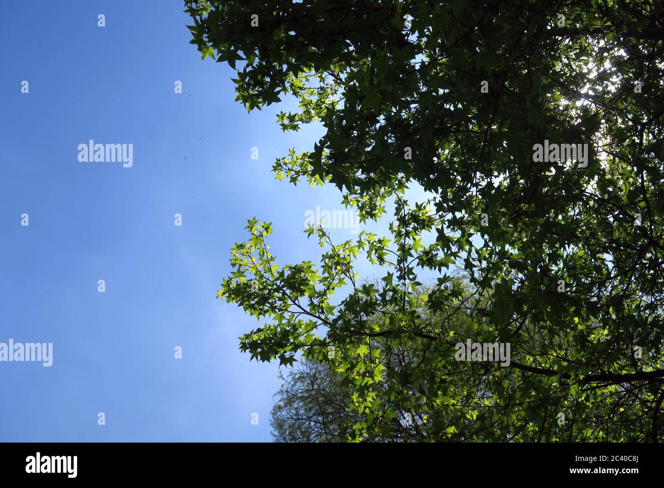 Sycamore trees in Kenwood House Park in London England Stock Photo - Alamy