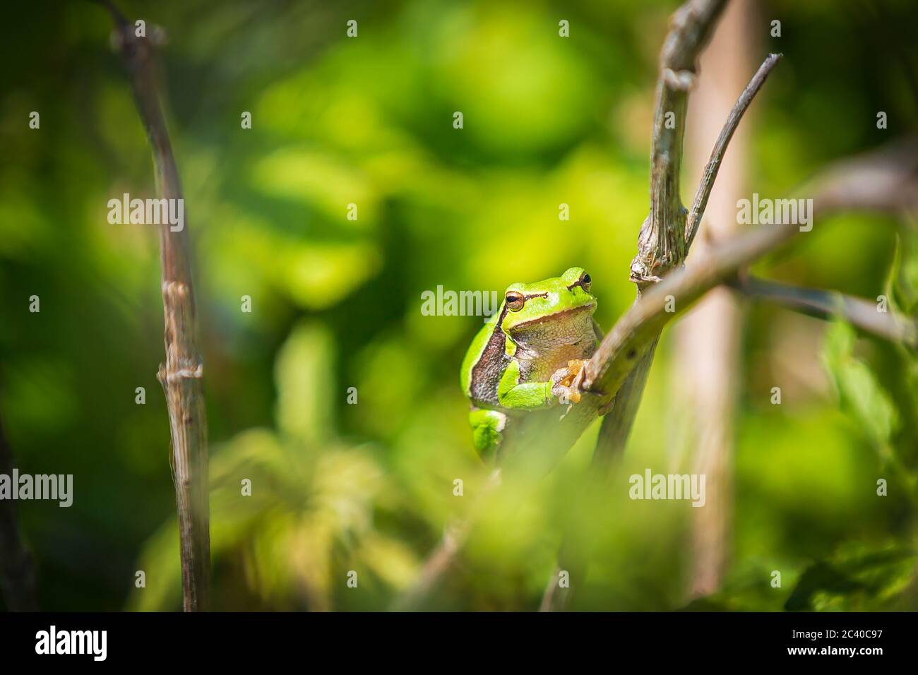 Closeup of a small European tree frog Hyla arborea, Rana arborea ...