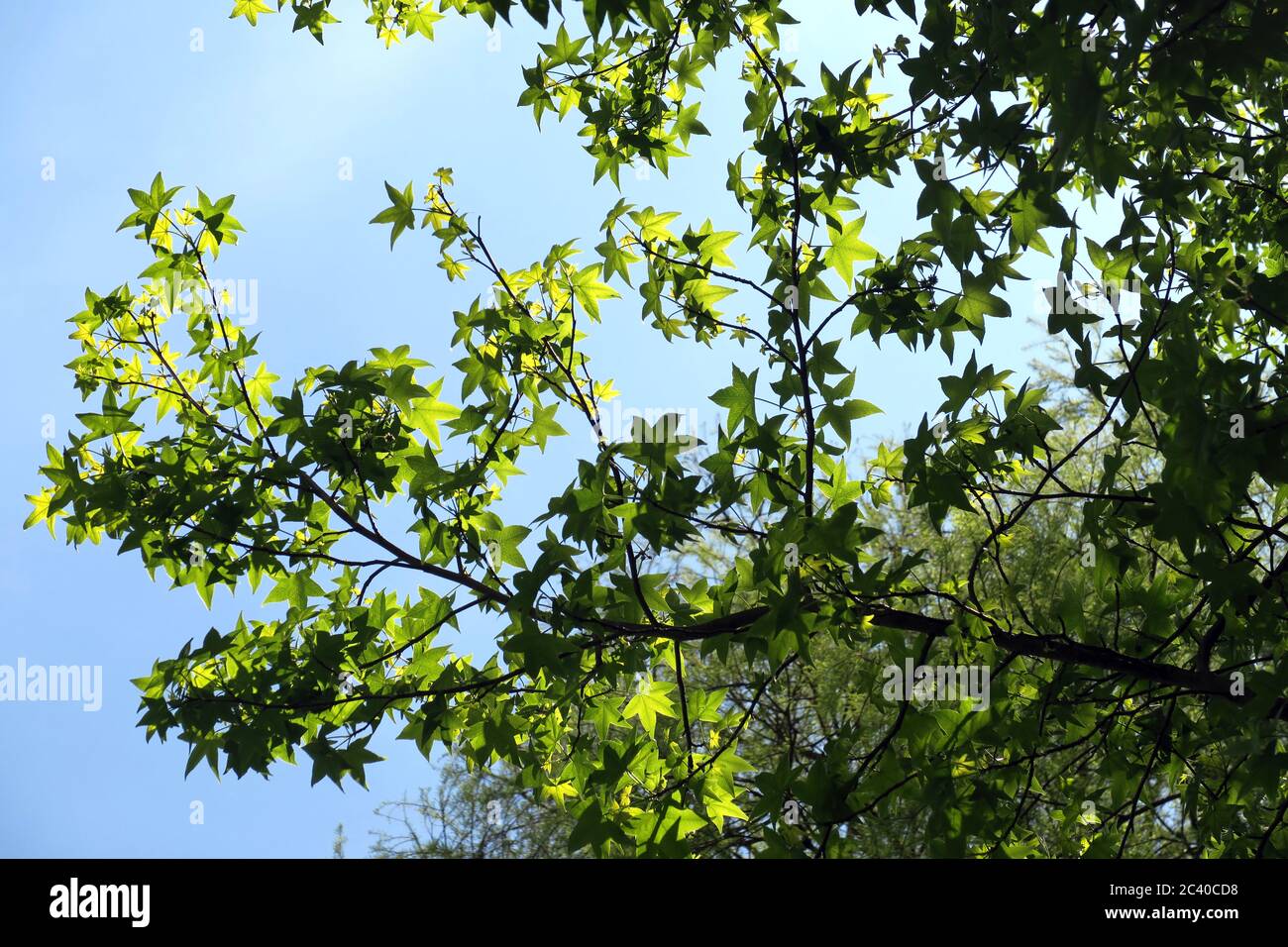 Sycamore trees hi-res stock photography and images - Alamy