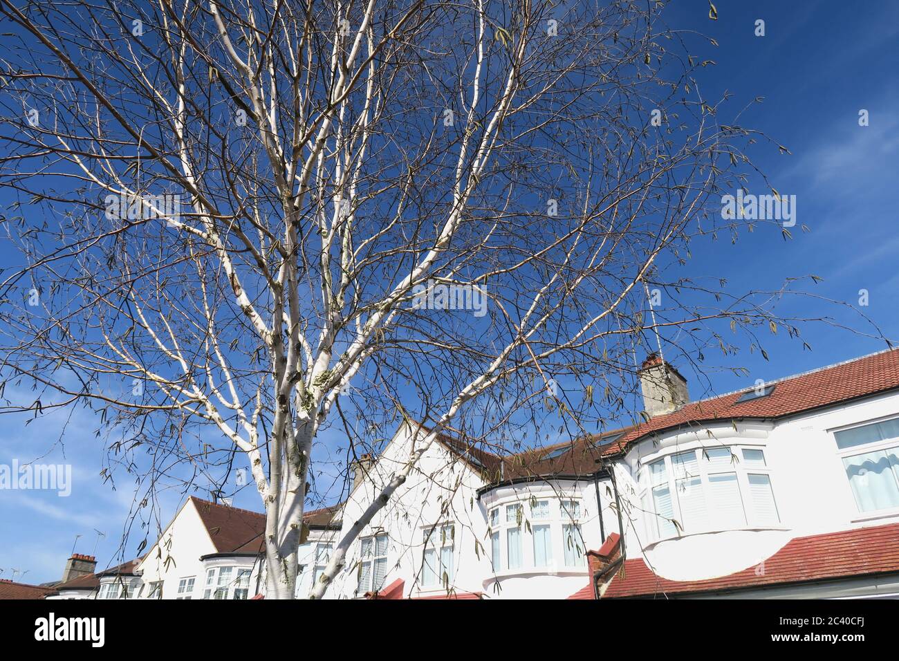 Birch tree in front of suburban row of houses in North London England ...