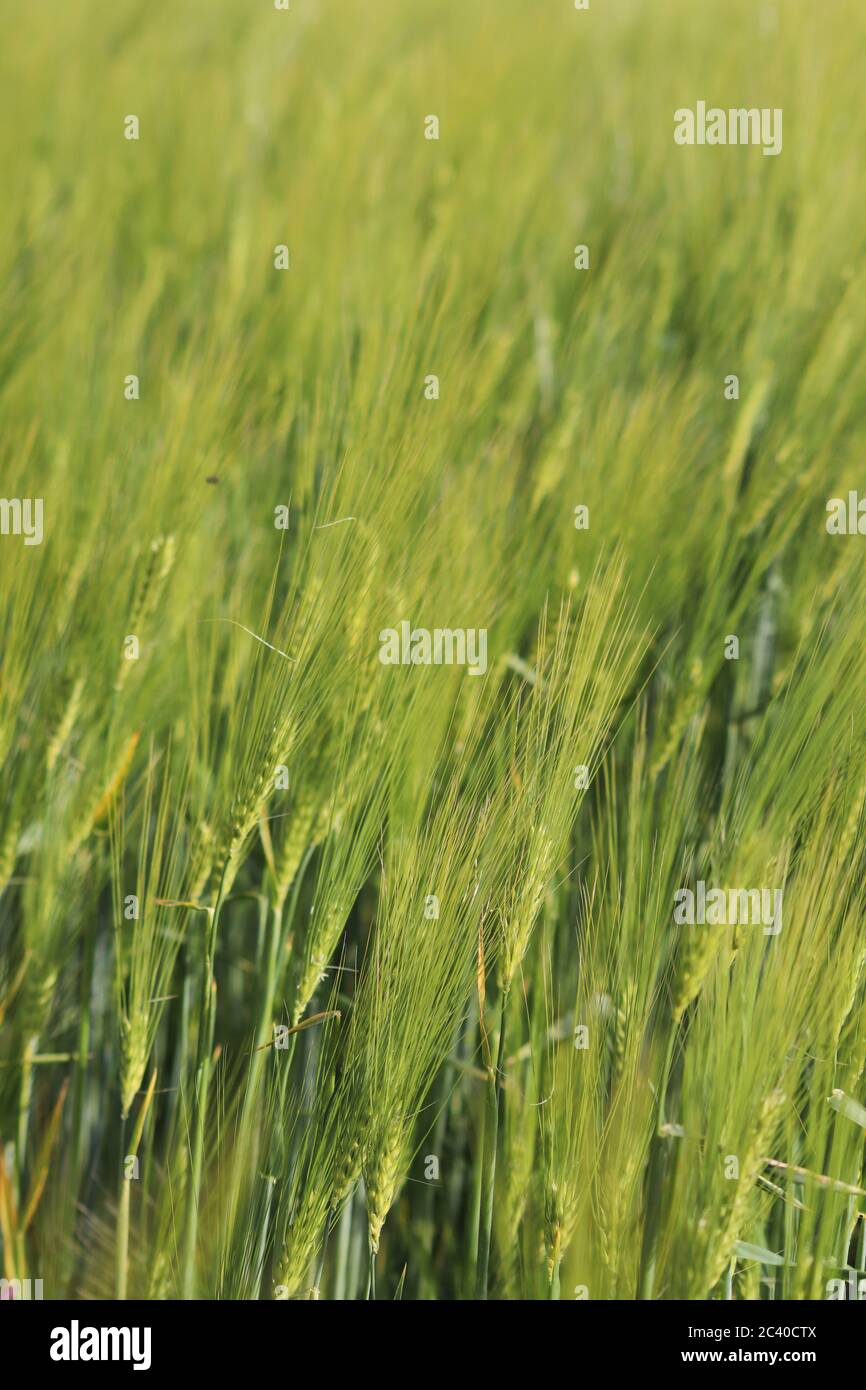 Green barley crops Stock Photo - Alamy
