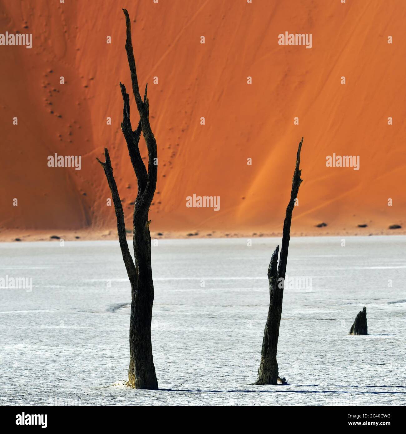 Dead Camelthorn Trees against red dune in Deadvlei, Sossusvlei. Namib ...