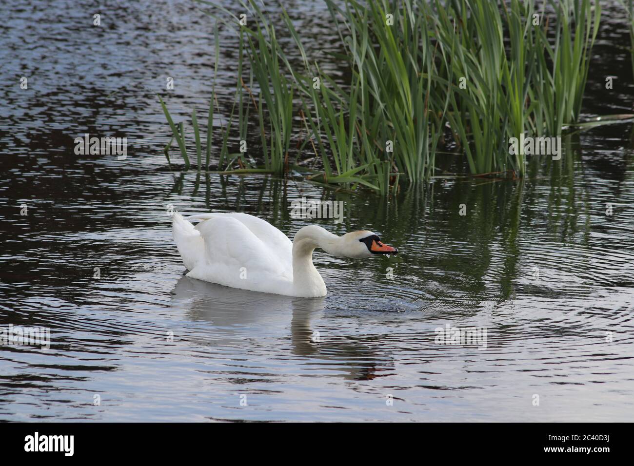 Swan swimming in reeds Stock Photo - Alamy