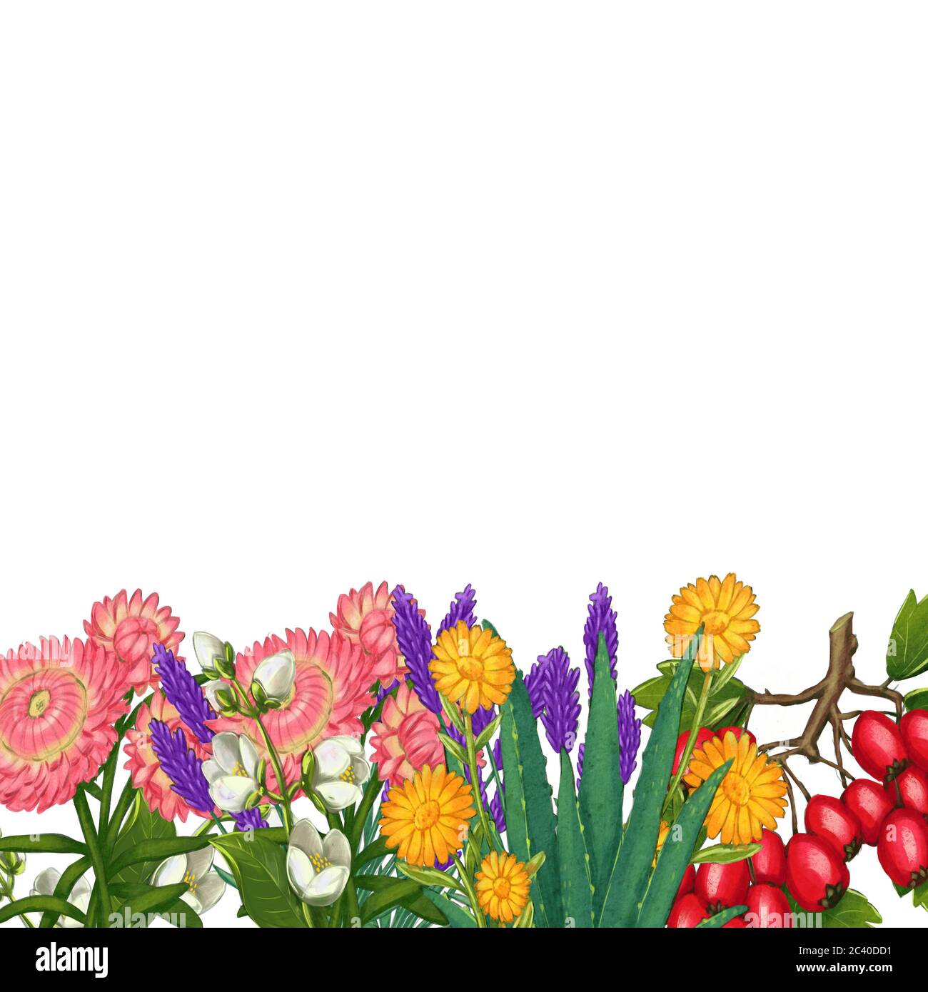 Hand drawn medicinal plant frame. Healing herbs border. isolated on ...