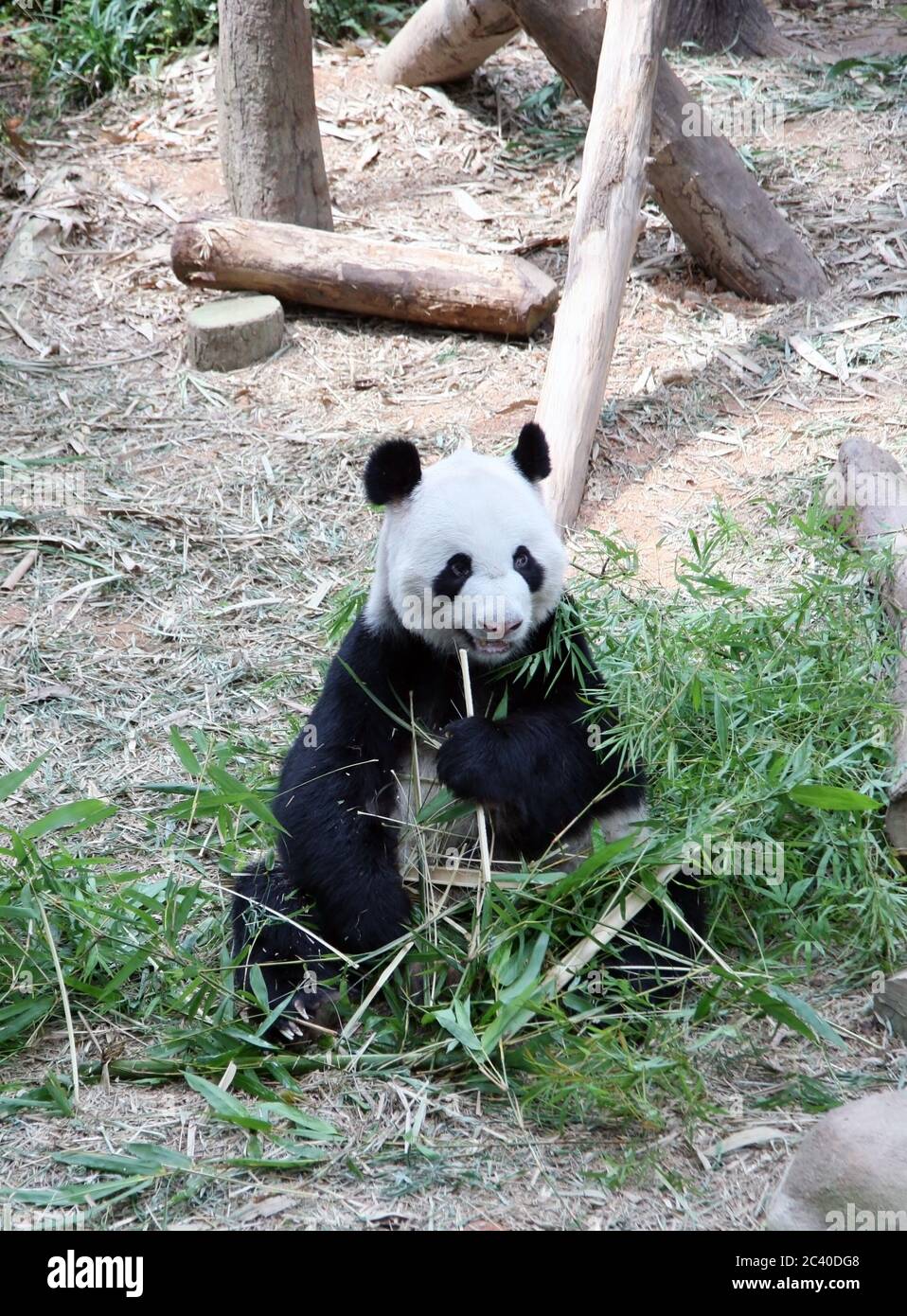 Cute giant panda bear eating bamboo Stock Photo - Alamy