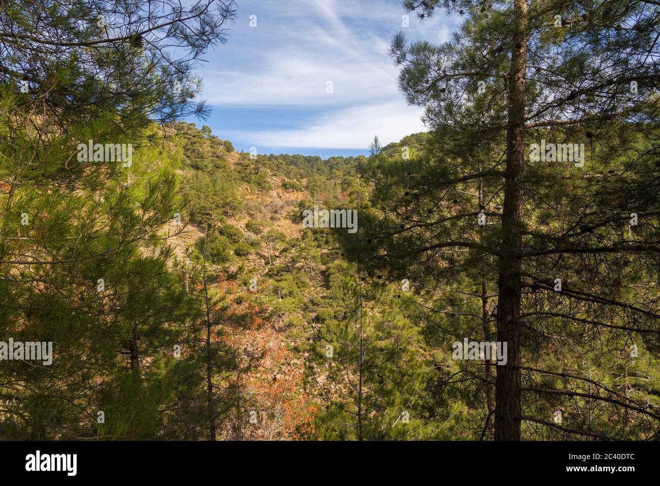 Panoramic view of the forests of Cyprus. The concept of travel and ...