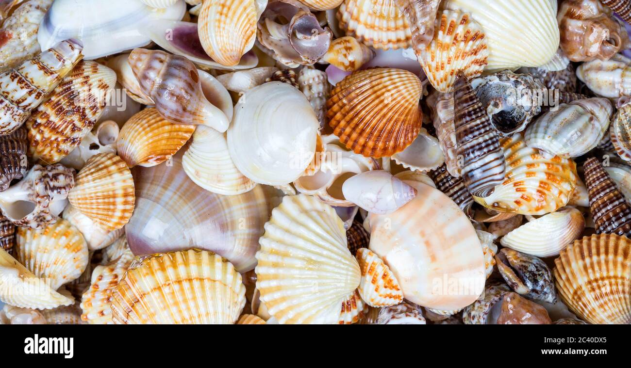 Sea shells background Stock Photo - Alamy