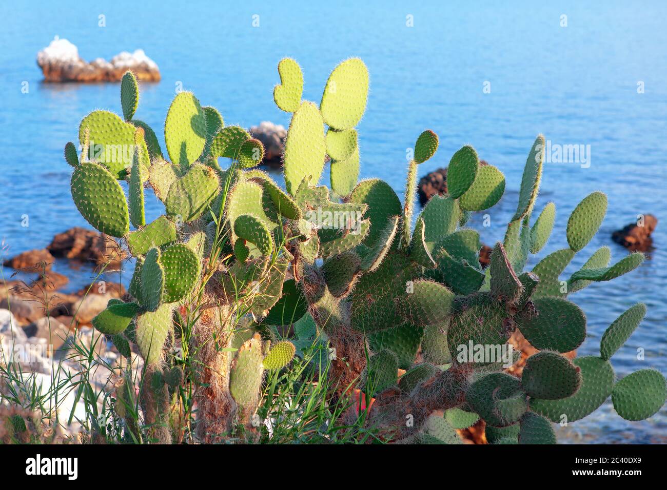coastal cacti growing at the tropical shore Stock Photo - Alamy