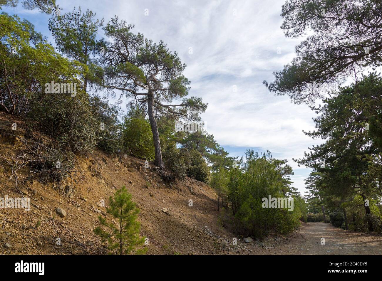Beautiful green forest in Cyprus, close to Mount Olympus, Troodos, huge ...