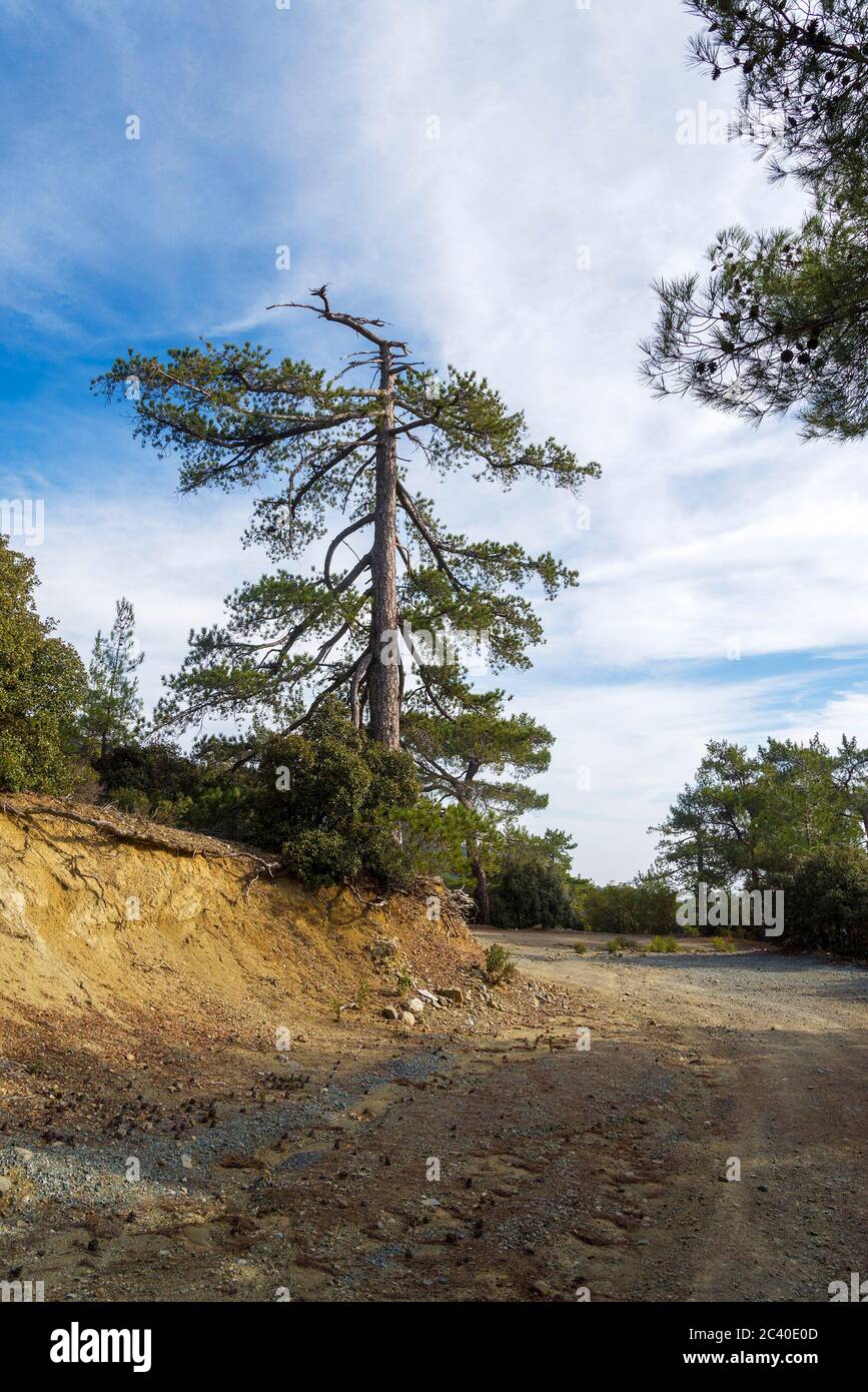 Beautiful green forest in Cyprus, close to Mount Olympus, Troodos, huge ...