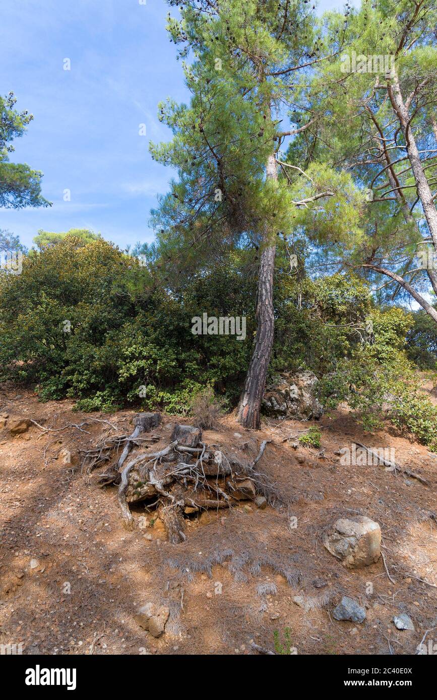 Beautiful green forest in Cyprus, close to Mount Olympus, Troodos, huge ...