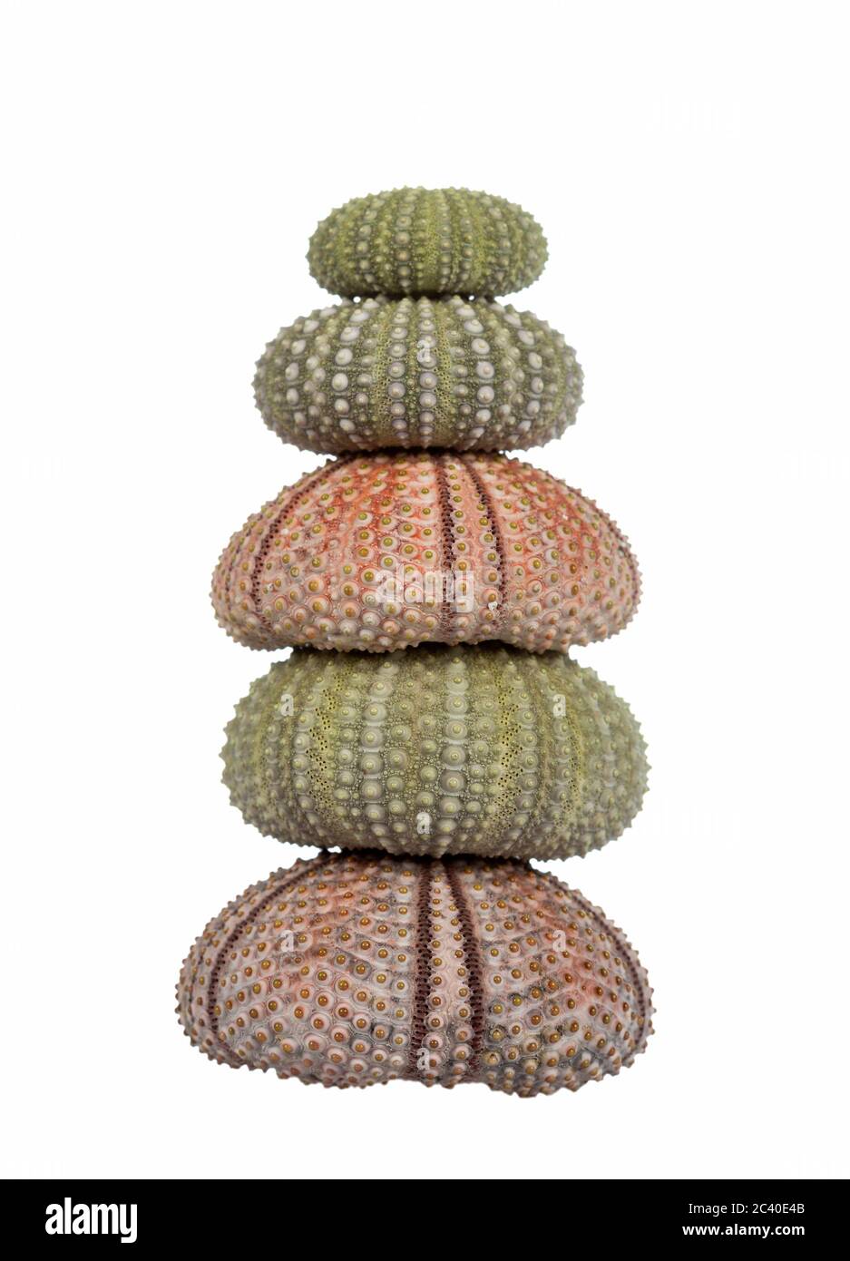 Stack of sea urchin shells isolated Stock Photo - Alamy