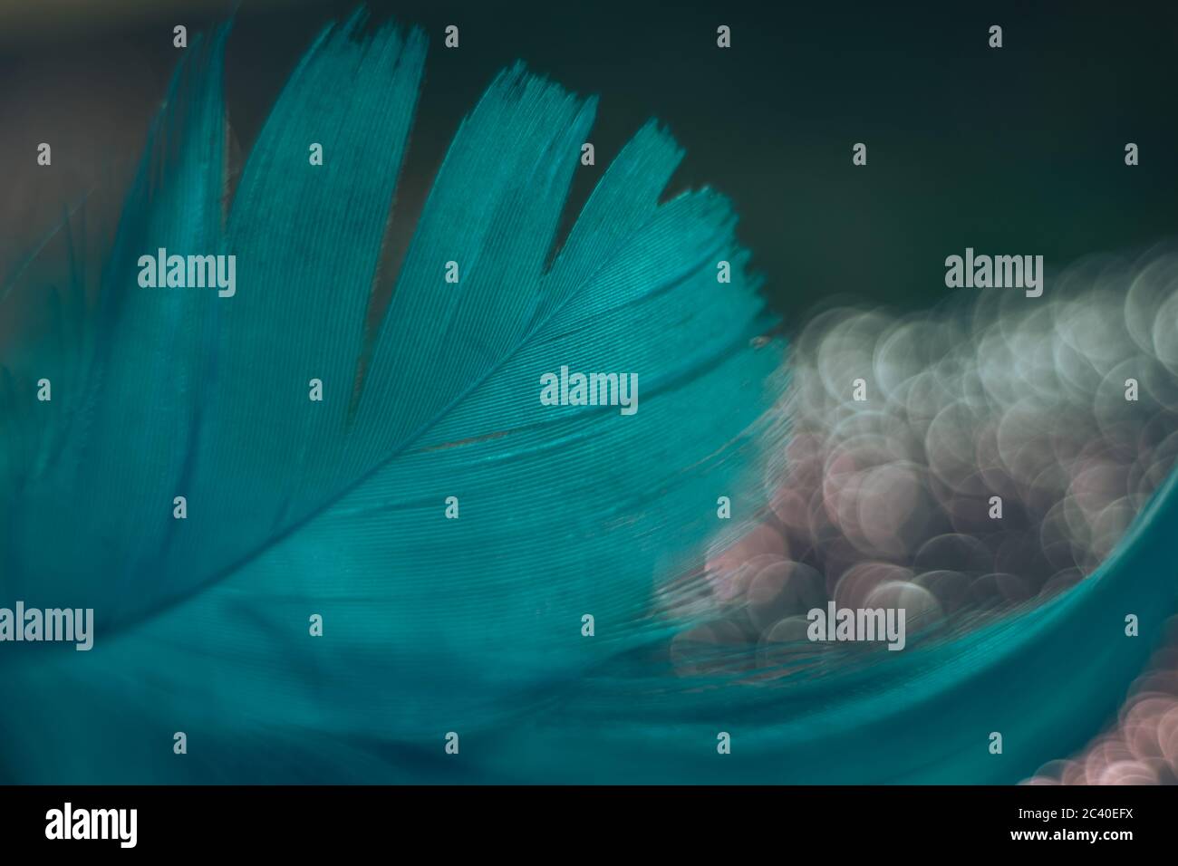 Close up Beautiful blue Bird feather pattern on a bokeh background for ...