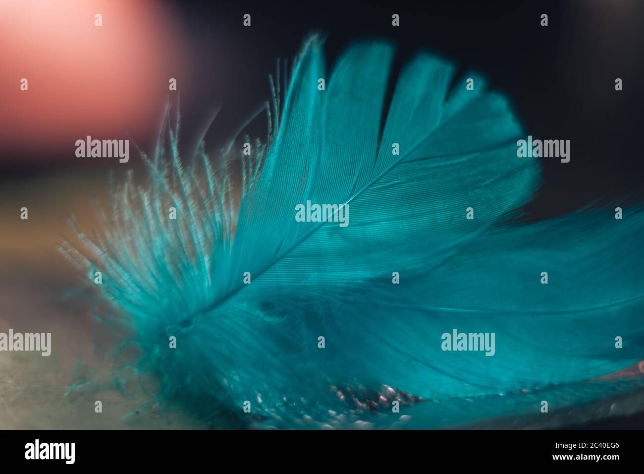 Close up Beautiful blue Bird feather pattern on a bokeh background for ...