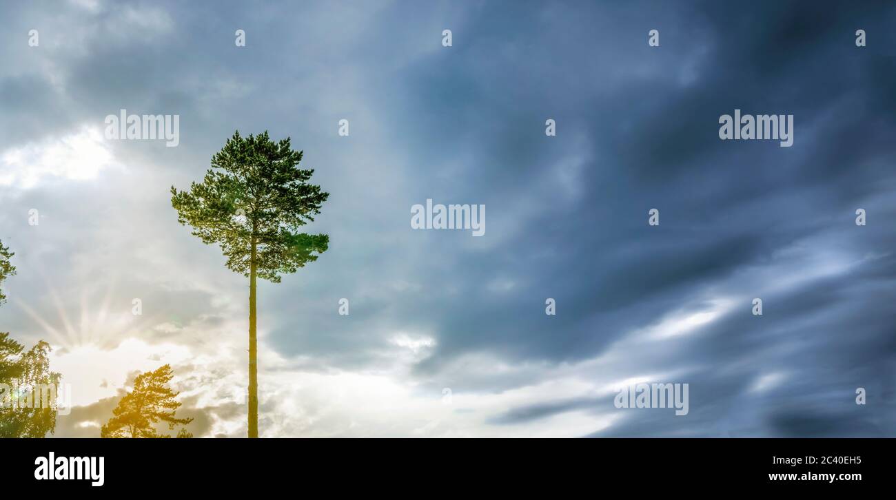 a lone tree against a dark blue sky. symbol of loneliness. landscape ...