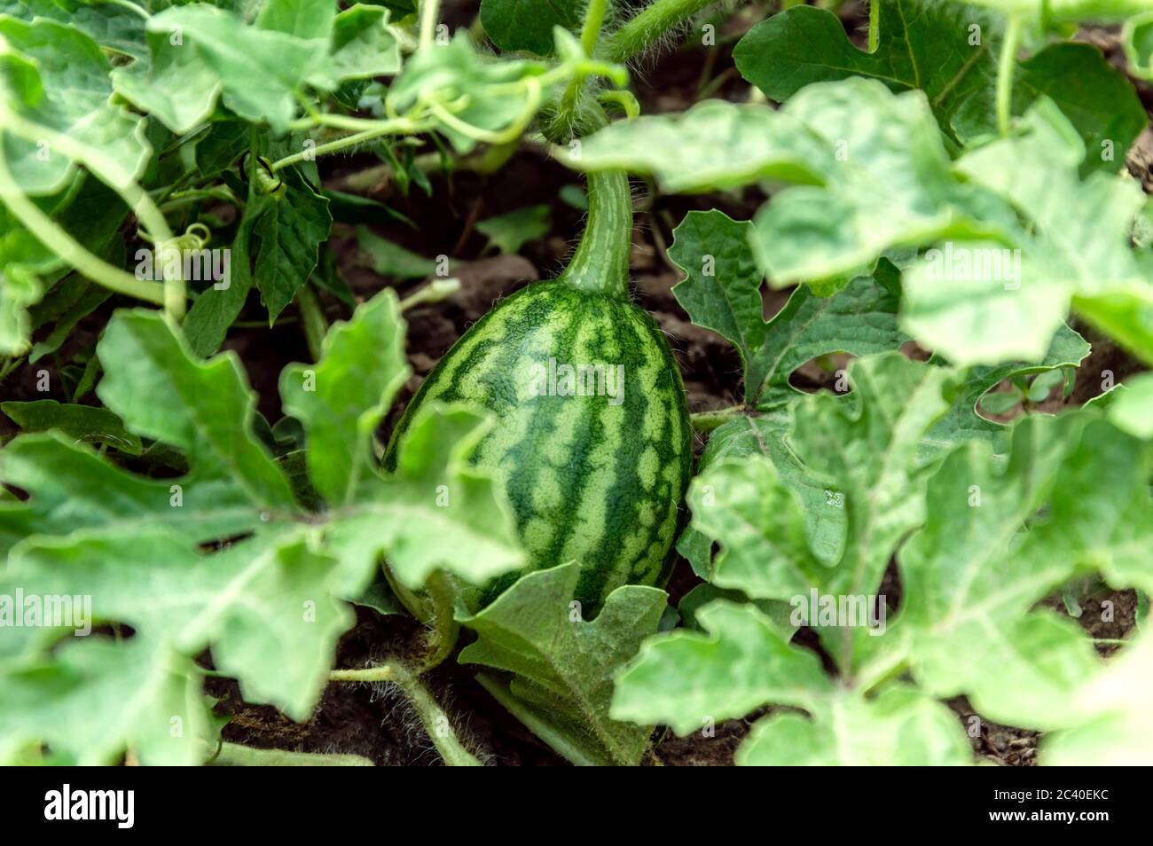 Melon field hi-res stock photography and images - Alamy