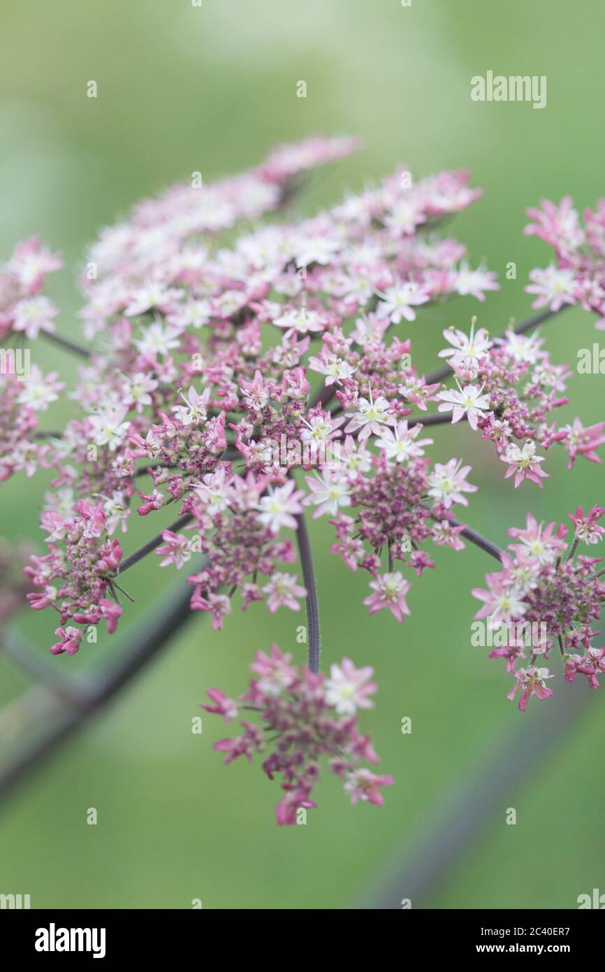 Close up photo of wild flowers on a rainy day Stock Photo - Alamy