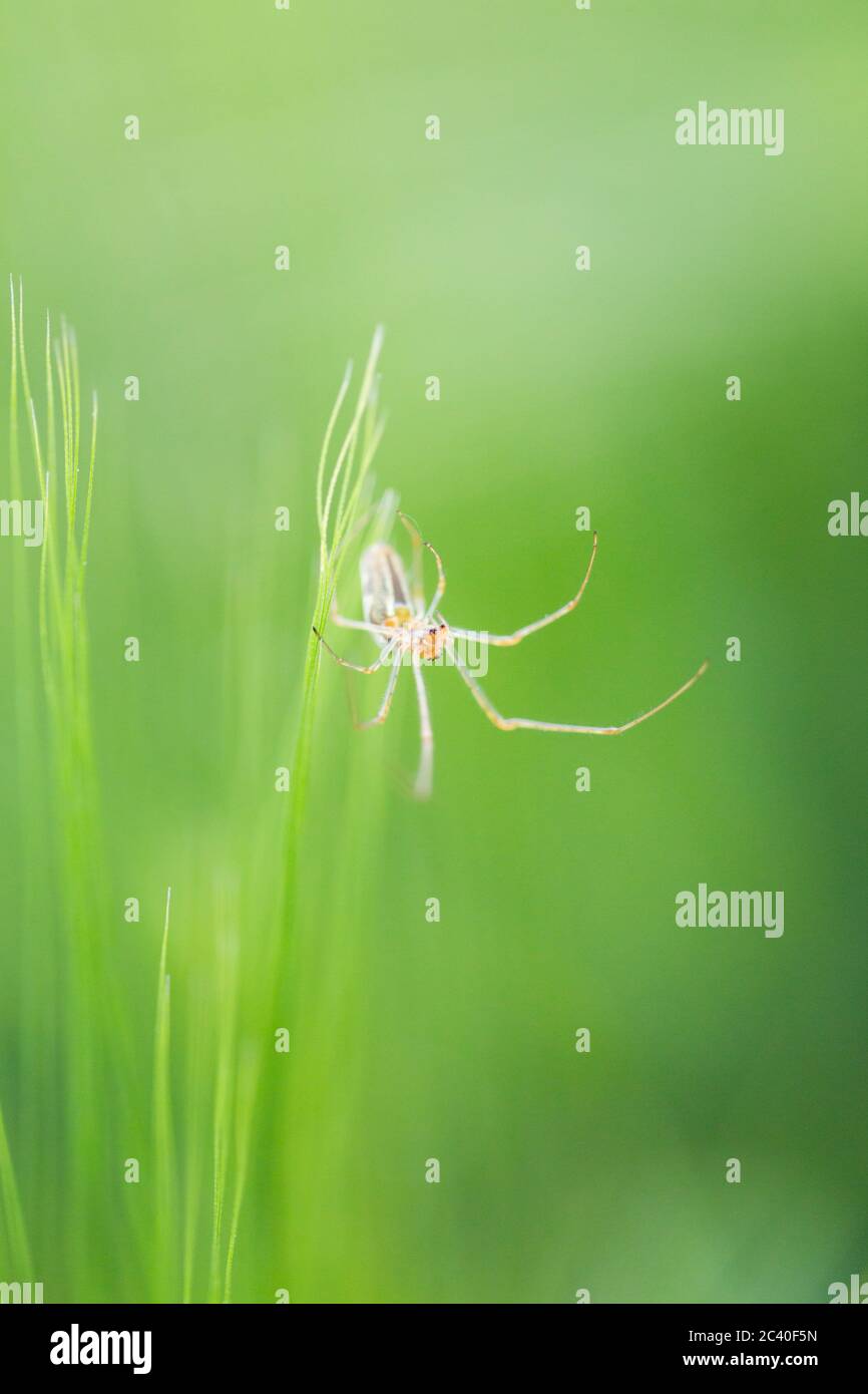 A spider climbing up fresh green shoots in a barley field Stock Photo ...