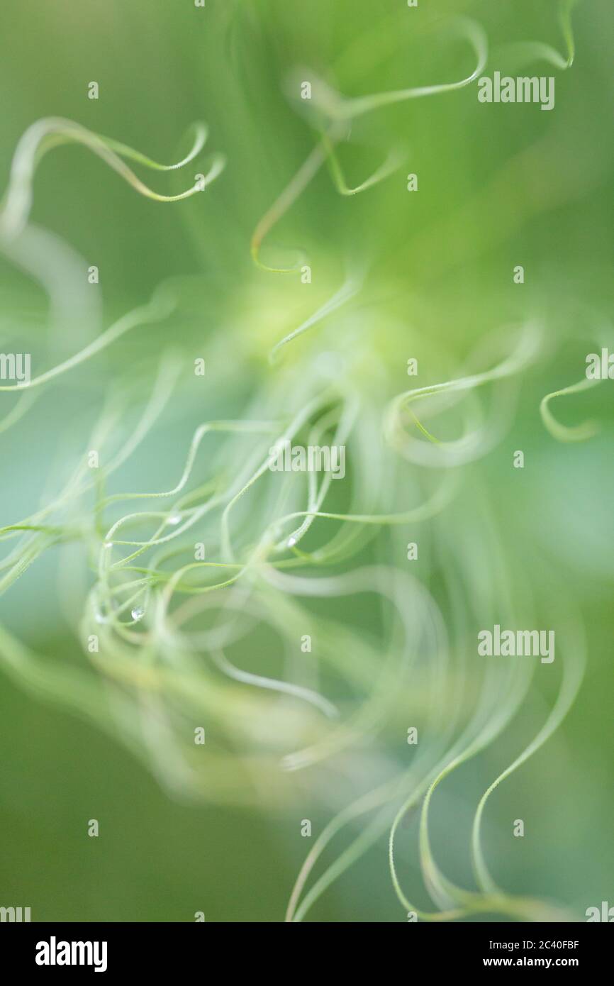 An abstract photograph of twisted barley tendrils with a lush green of ...
