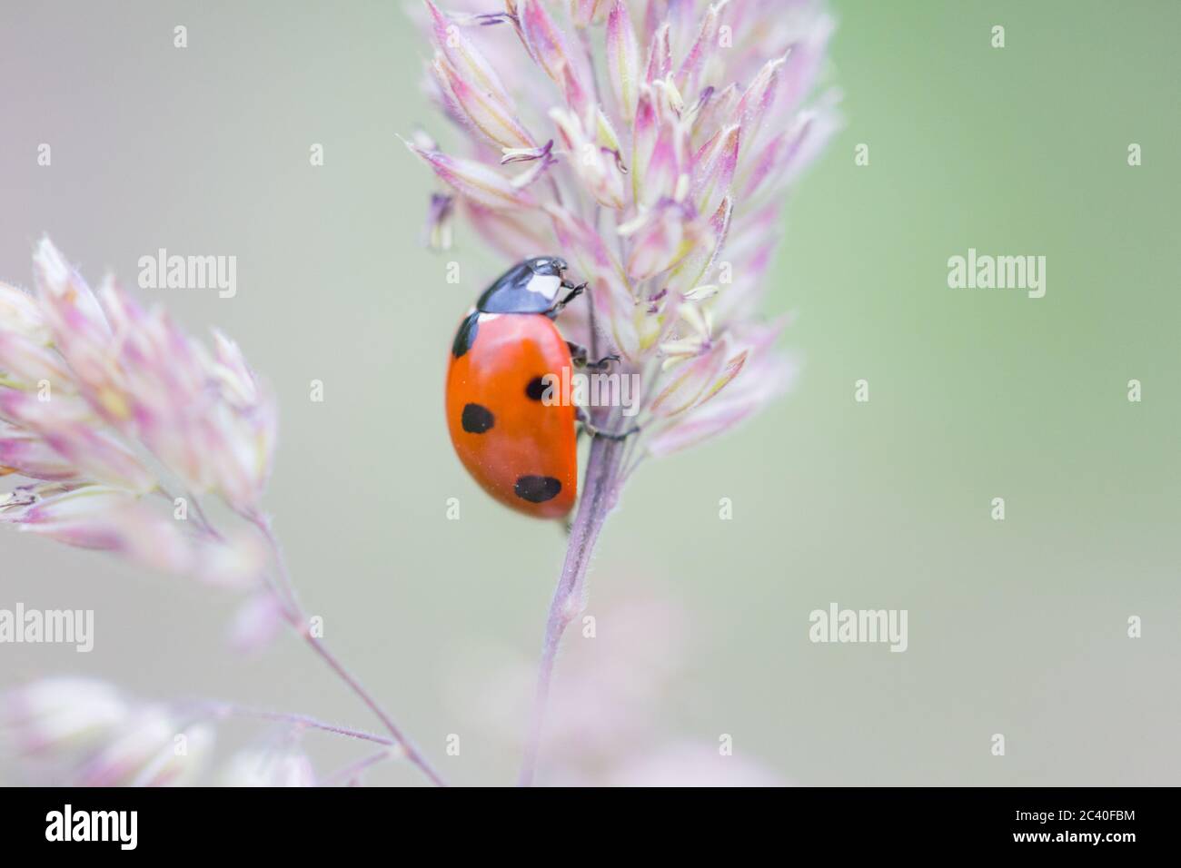 Red ladybird, or ladybug, with black spots, a tiny insect climbing up a ...