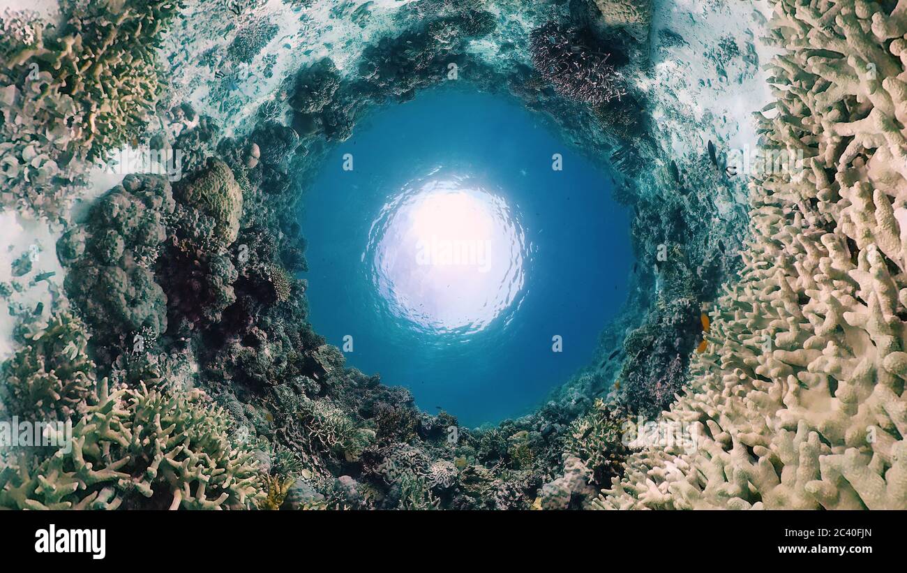 Tropical fishes and coral reef at diving. Beautiful underwater world ...
