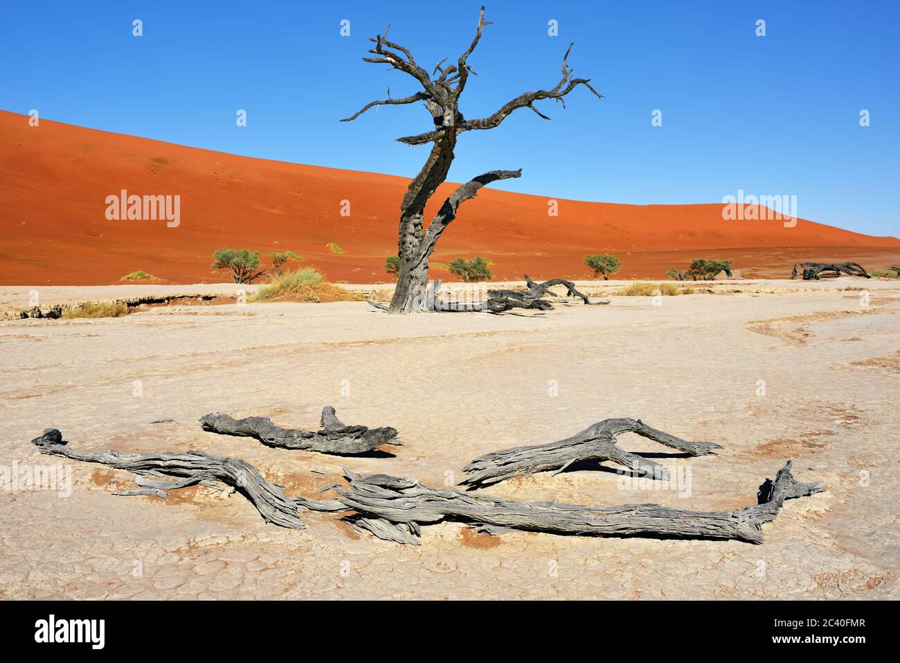 Dead Camelthorn Trees against red dunes and blue sky in Deadvlei ...