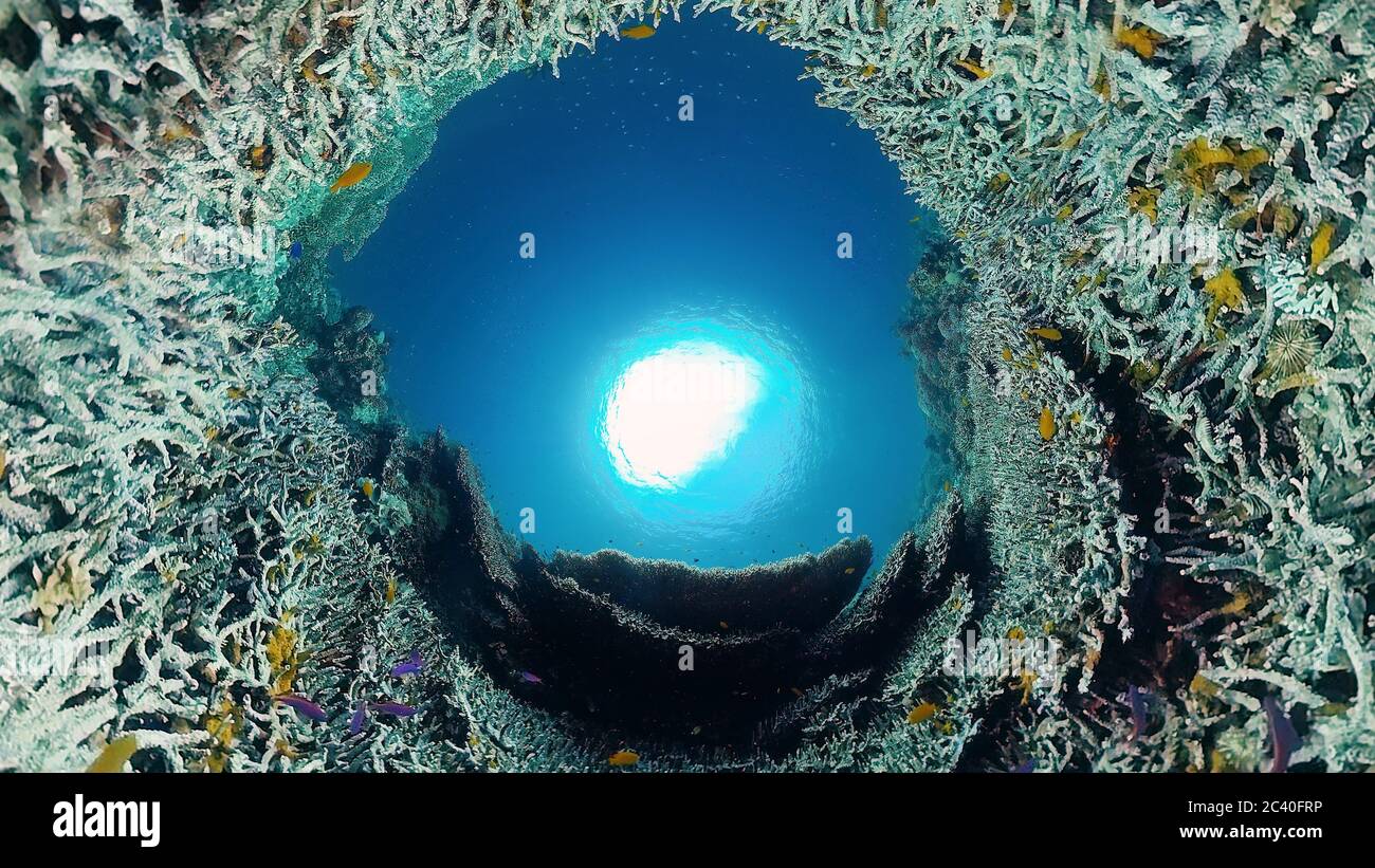 Tropical fishes and coral reef at diving. Beautiful underwater world ...