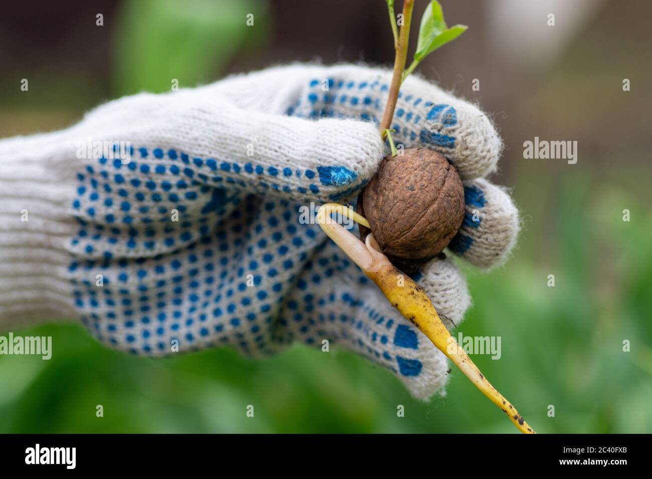 Walnut sprouted root and sprout through a crack. Planting a walnut tree ...