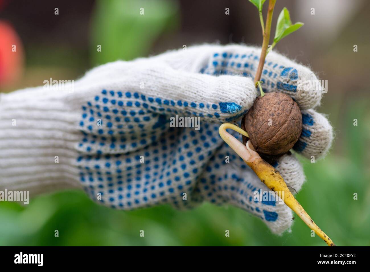 Walnut sprouted root and sprout through a crack. Planting a walnut tree ...