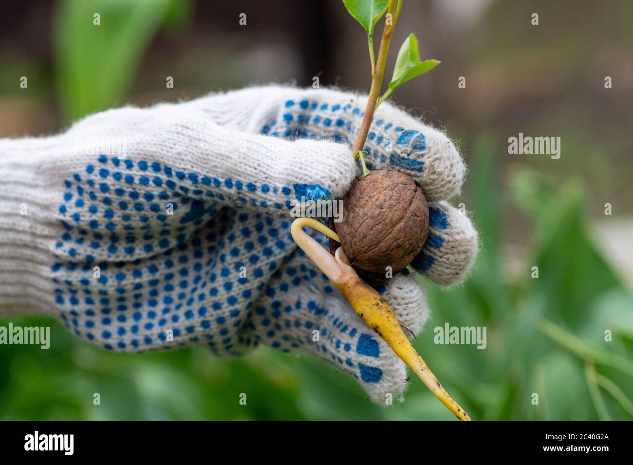 Walnut sprouted root and sprout through a crack. Planting a walnut tree ...