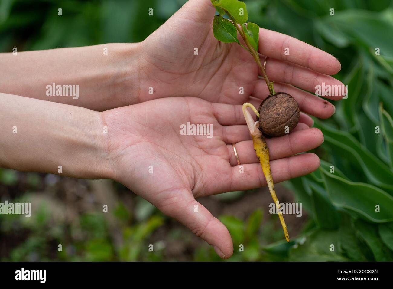 Walnut sprouted root and sprout through a crack. Planting a walnut tree ...