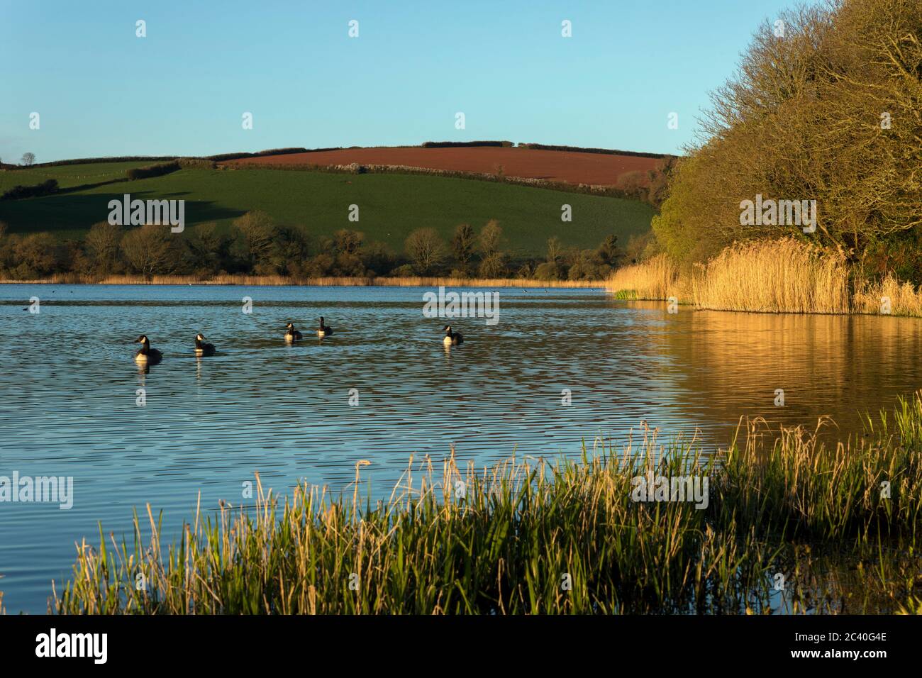 Slapton Ley; Devon; UK Stock Photo - Alamy