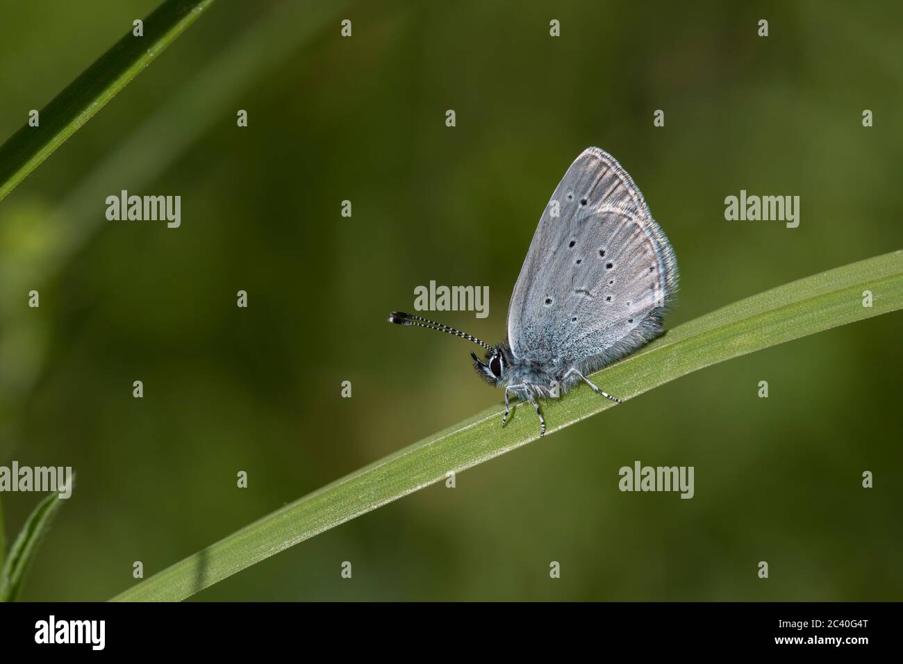 Small Blue Butterfly; Cupido minimus; Male; UK Stock Photo - Alamy