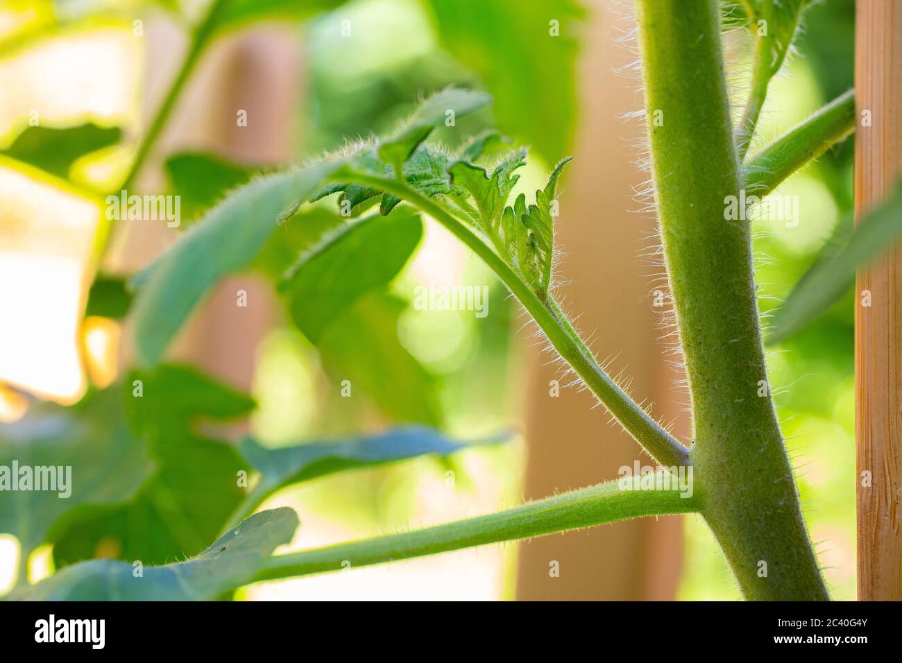 Side shoot hi-res stock photography and images - Alamy