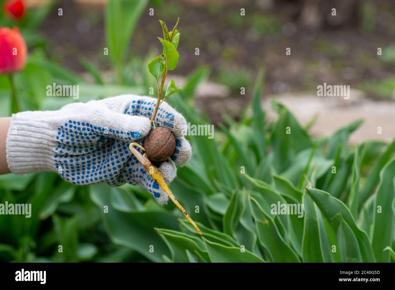 Walnut sprouted root and sprout through a crack. Planting a walnut tree ...