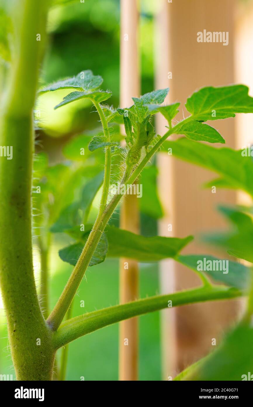 Tomato sideshoot hi-res stock photography and images - Alamy