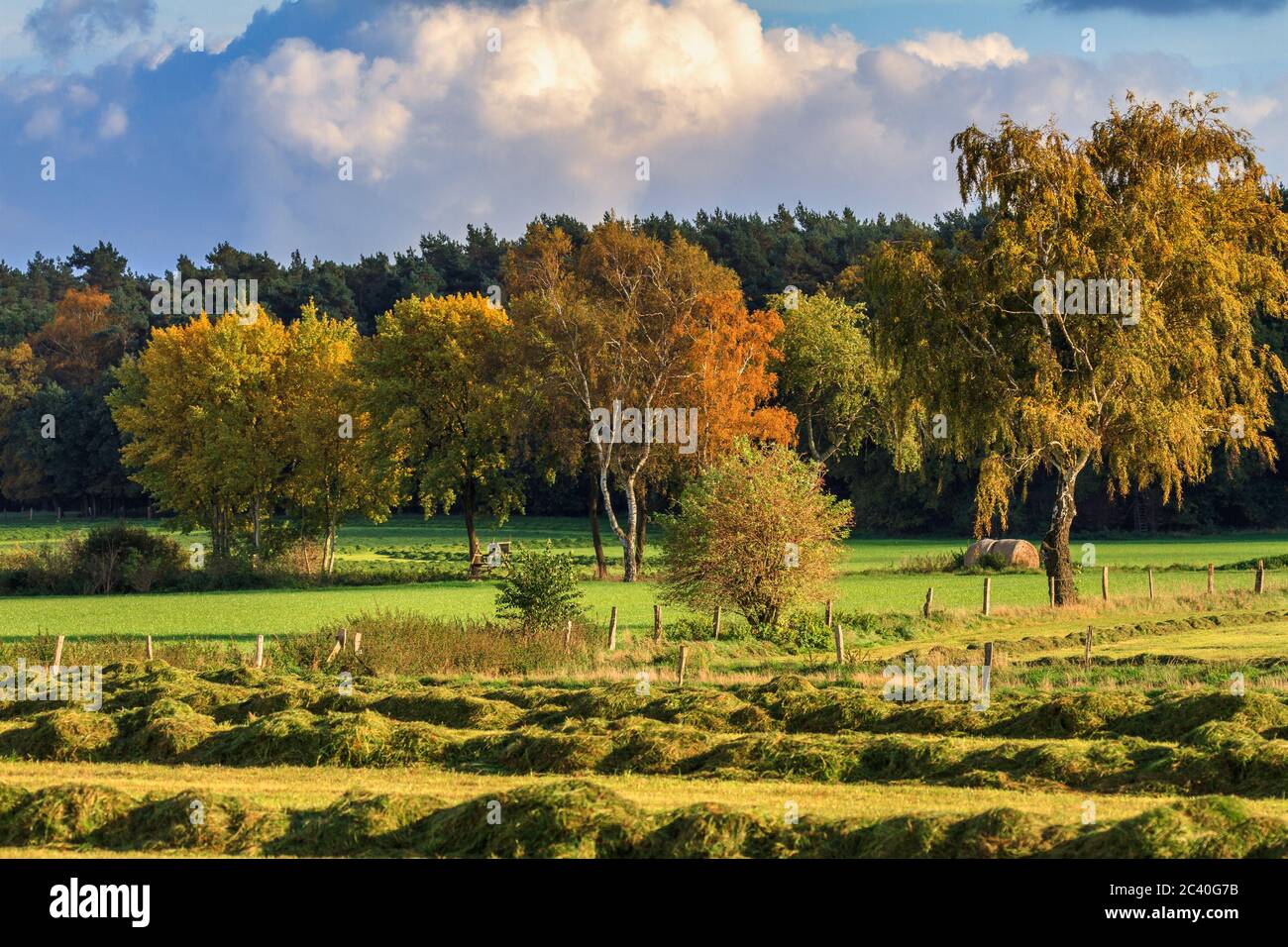 Traditional german hay harvest in autumn Stock Photo - Alamy
